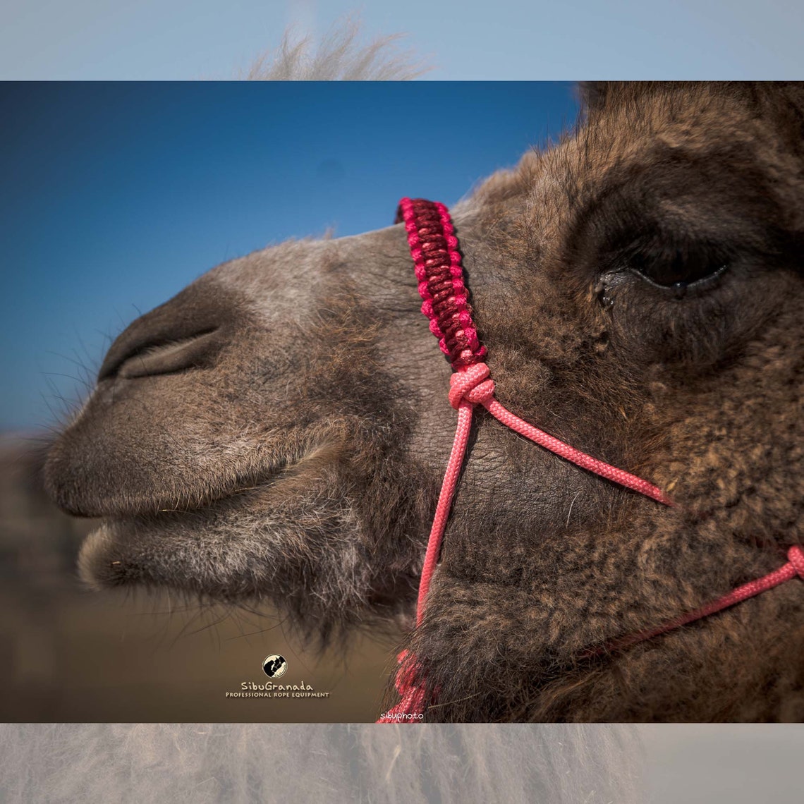 CAMEL Halter, Rope Halter - Sibugranada Heavy Duty Custom Rope Halter ...