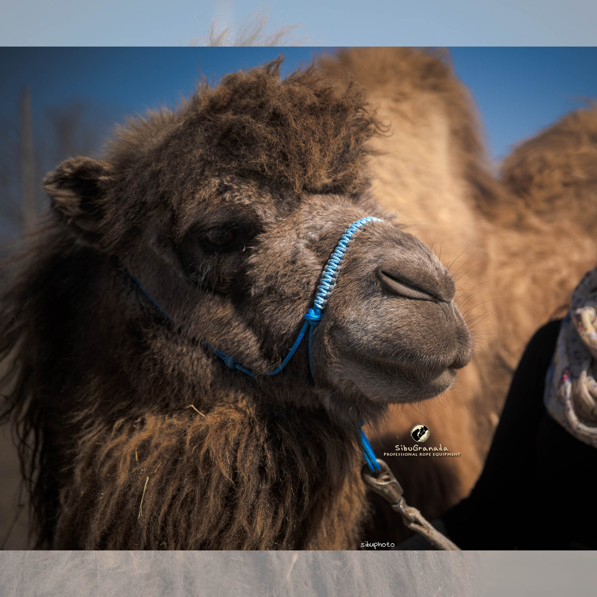 CAMEL Halter, Rope Halter - Sibugranada Heavy Duty Custom Rope Halter ...