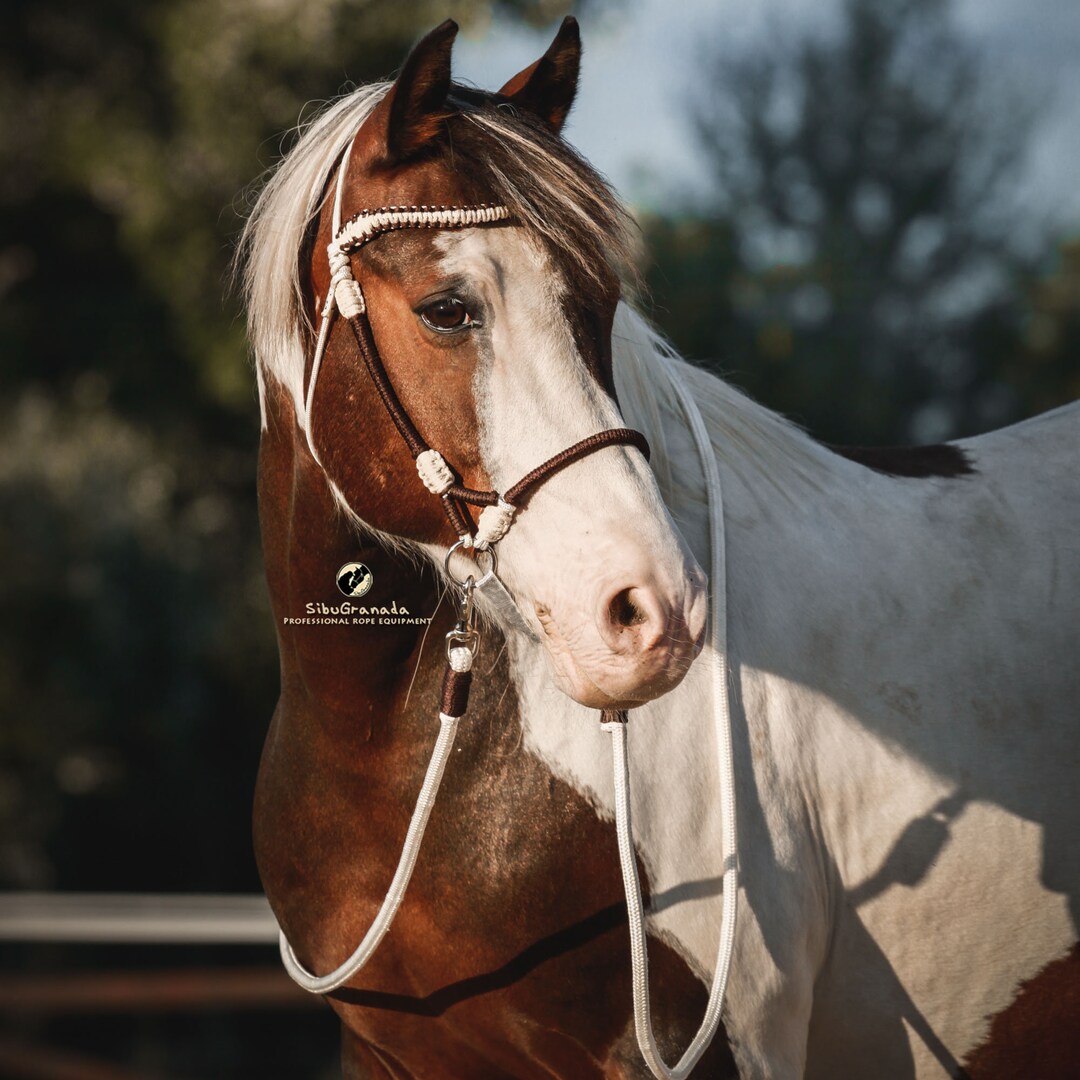 Heavy Duty Custom BITLESS BRIDLE - Sibugranada (sidepull, Hackamore ...