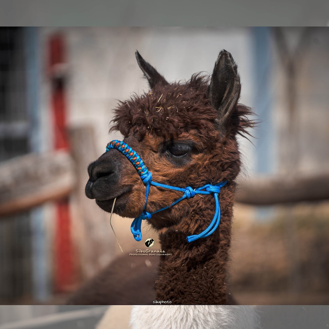 ALPACA Halter, Rope Halter - Sibugranada Heavy Duty Custom Rope Halter ...