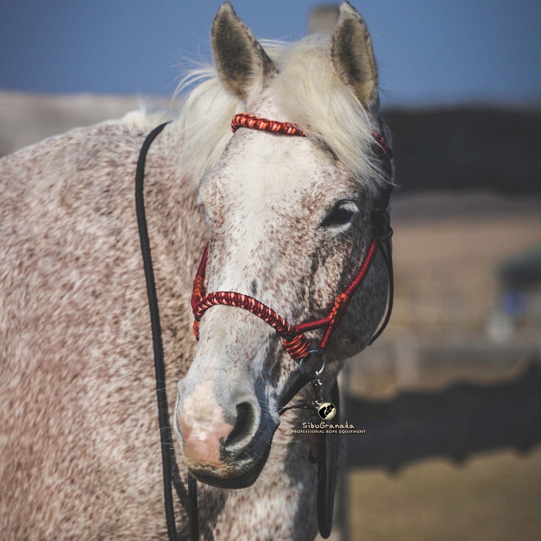 Heavy Duty Custom BITLESS BRIDLE Sibugranada sidepull, Hackamore, Rope Bridle BOHEME Burgundy - Etsy