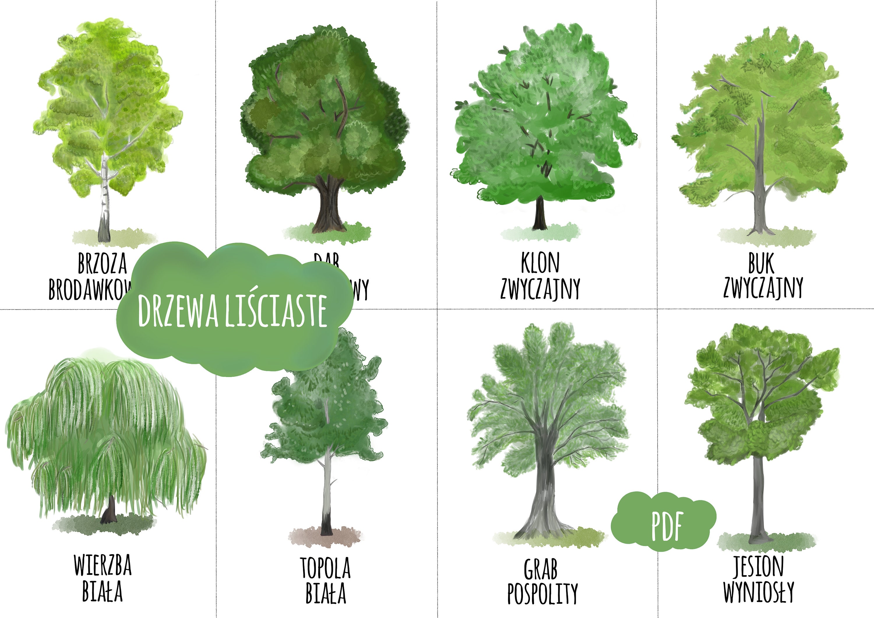 Drzewa Liściaste Liście I Owoce Drzew Liściastych. Ręcznie | Etsy