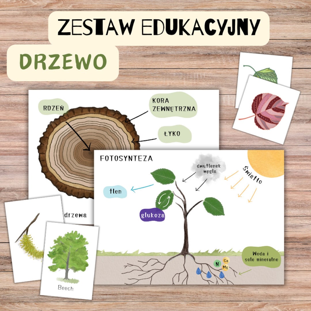 Deciduous Trees Educational Package Deciduous Tree Cards Oak Life Cycle ...
