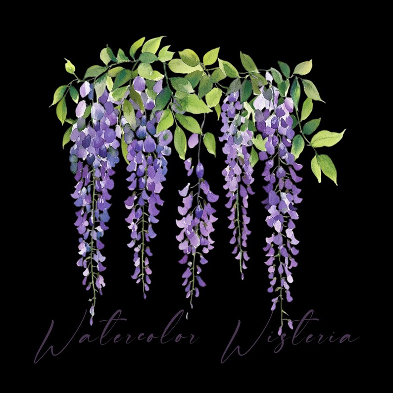 Wisteria Clipart, Watercolor Floral PNG, Digital Download for Crafts ...