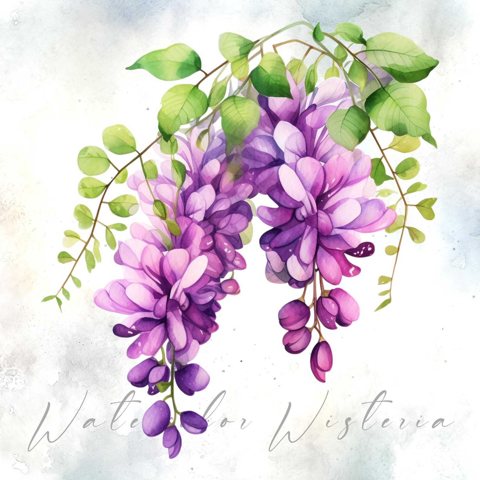 Wisteria Clipart, Watercolor Floral PNG, Digital Download for Crafts ...