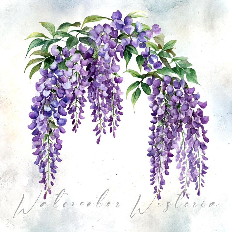 67 Wisteria Clipart Bundle, Watercolor Floral PNG, Digital Download for ...