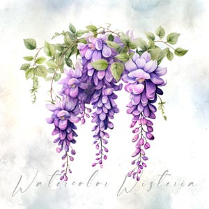 Wisteria Clipart, Watercolor Floral PNG, Digital Download for Crafts ...