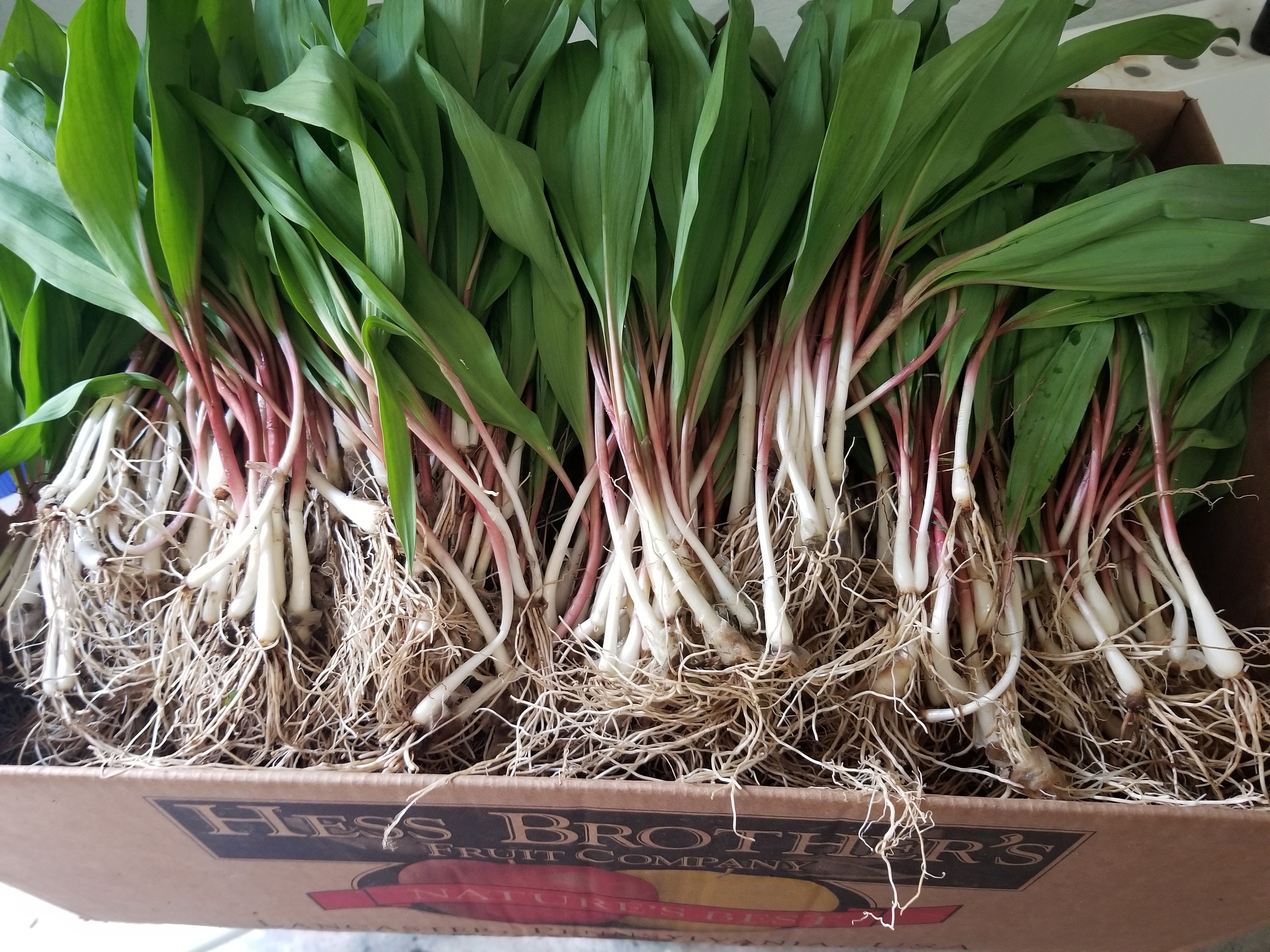 Curb Ramp for sale | Only 3 left at -70%