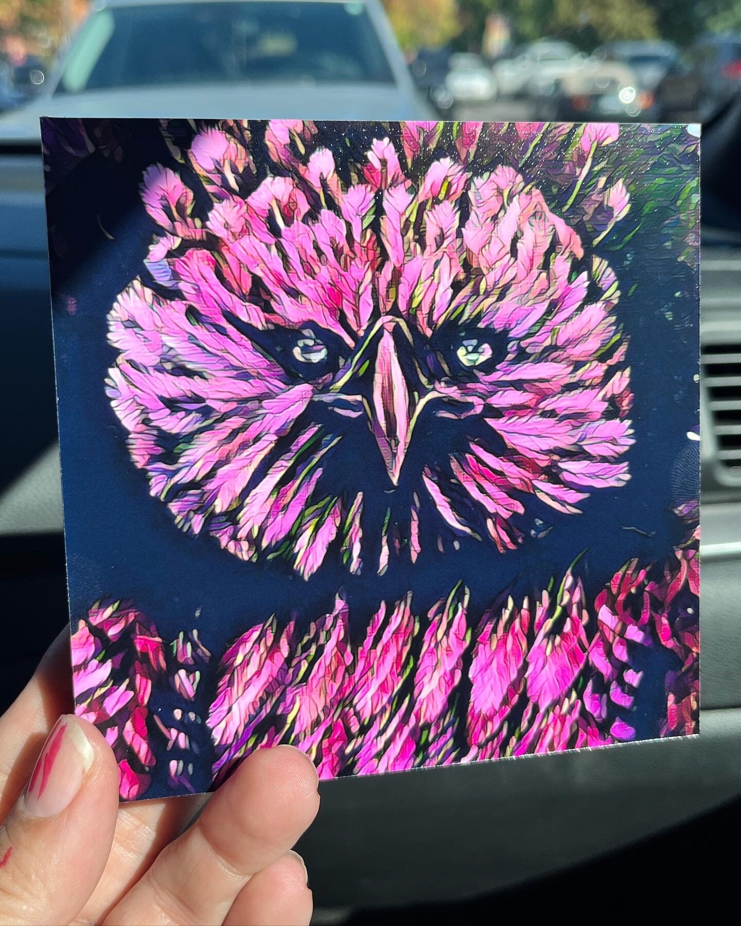 Pink Harpy Eagle 5 X 5 Mounted Photo - Etsy