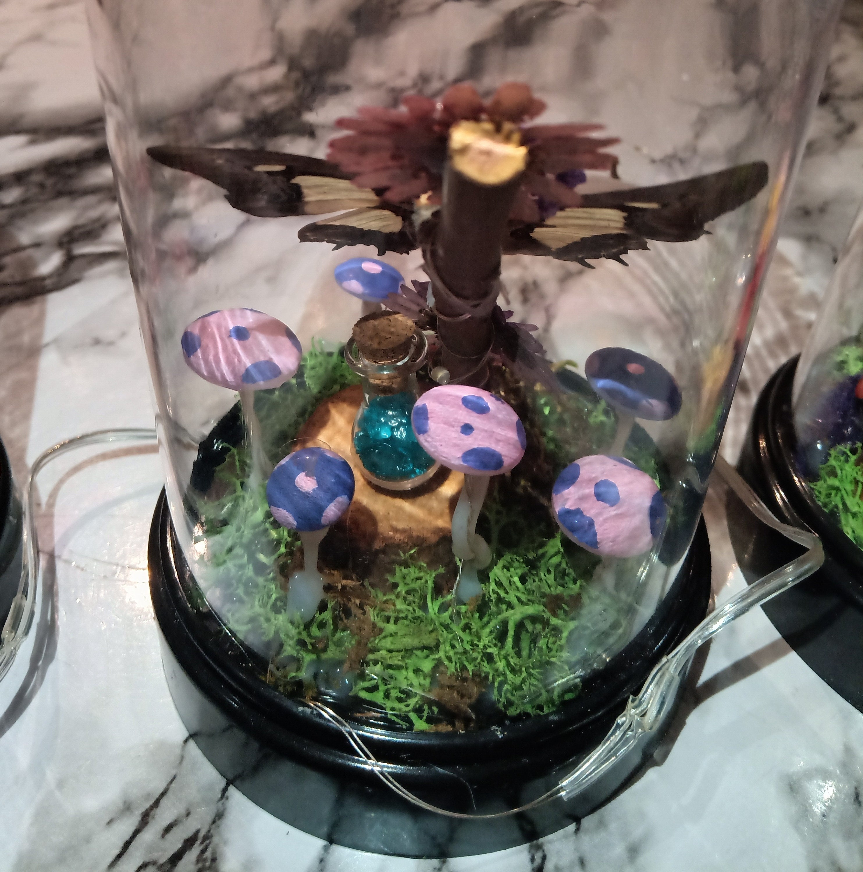Butterfly Specimen Terrariums, Butterfly Jar, Specimen Display ...