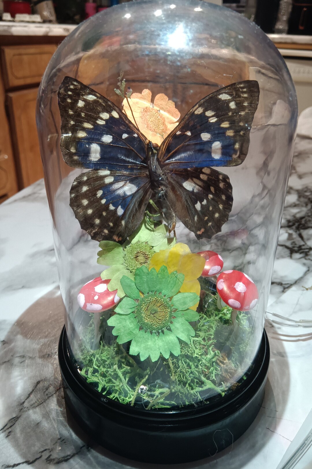 Butterfly Specimen Terrariums, Butterfly Jar, Specimen Display ...