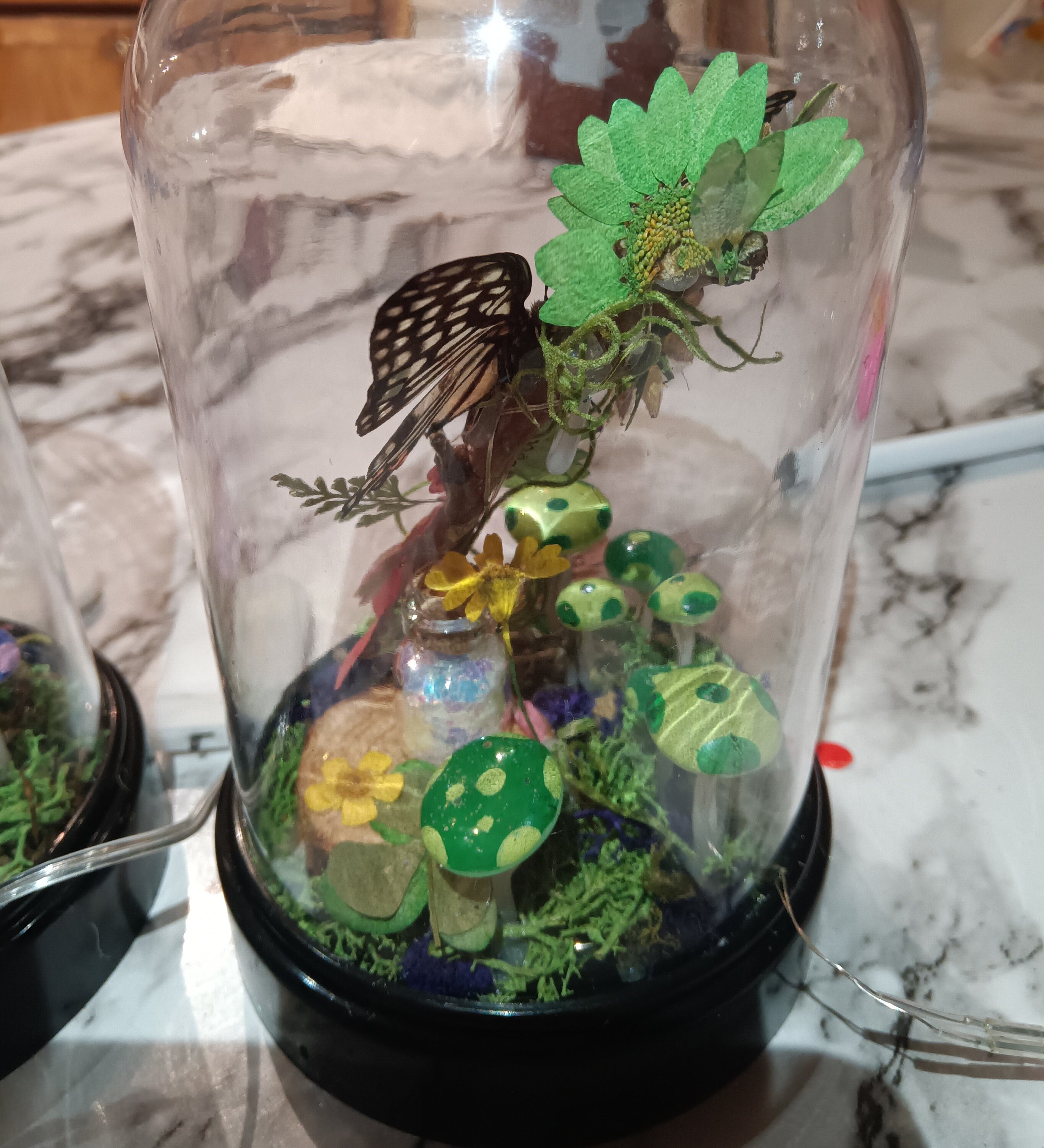 Butterfly Specimen Terrariums, Butterfly Jar, Specimen Display ...