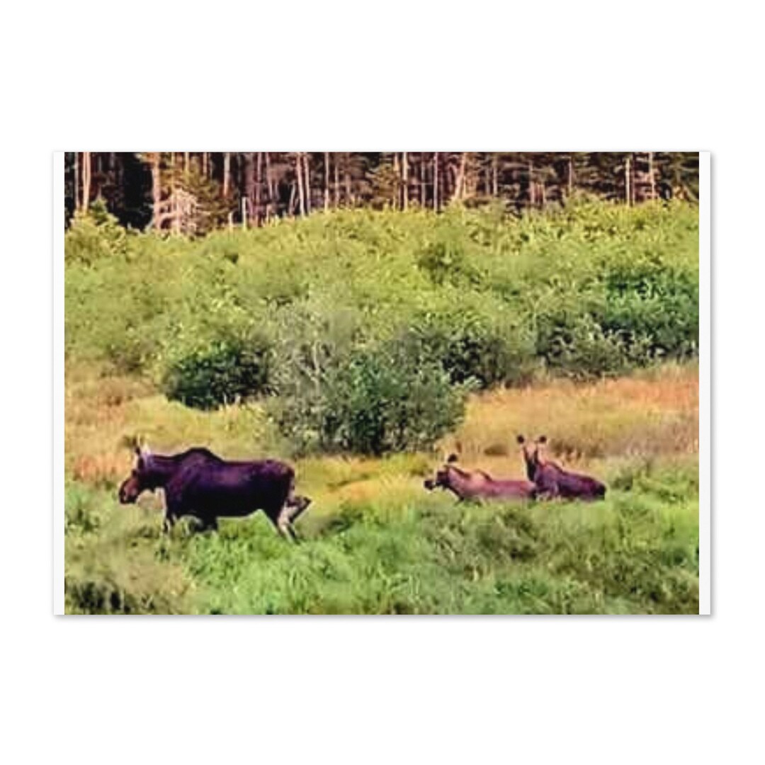 Mother Moose and Twins Greeting Card Mothers Day Card Animal Nature ...