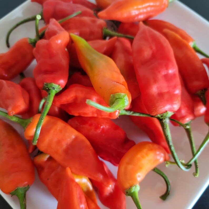 Aji Rojo Pepper Seeds A Great Producer of Beautiful Bright Red Peppers ...
