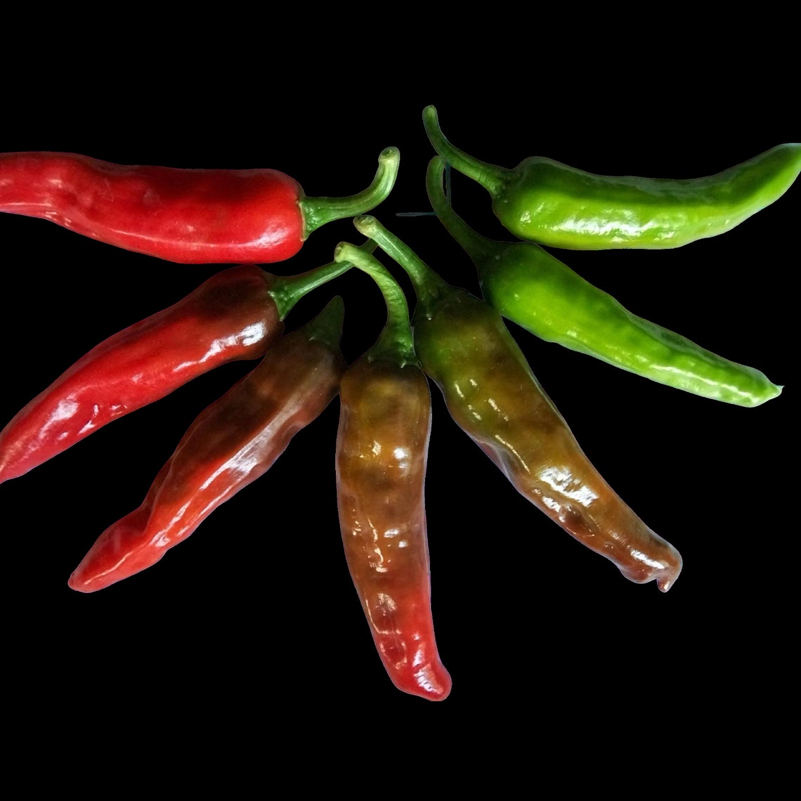 Japanese Shishito Seeds Japanese Garden Pepper Plant Mild Heat Pepper ...