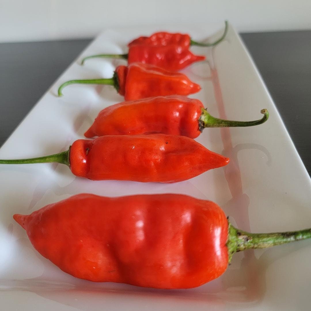 Aji Rojo Pepper Seeds A Great Producer of Beautiful Bright Red Peppers ...