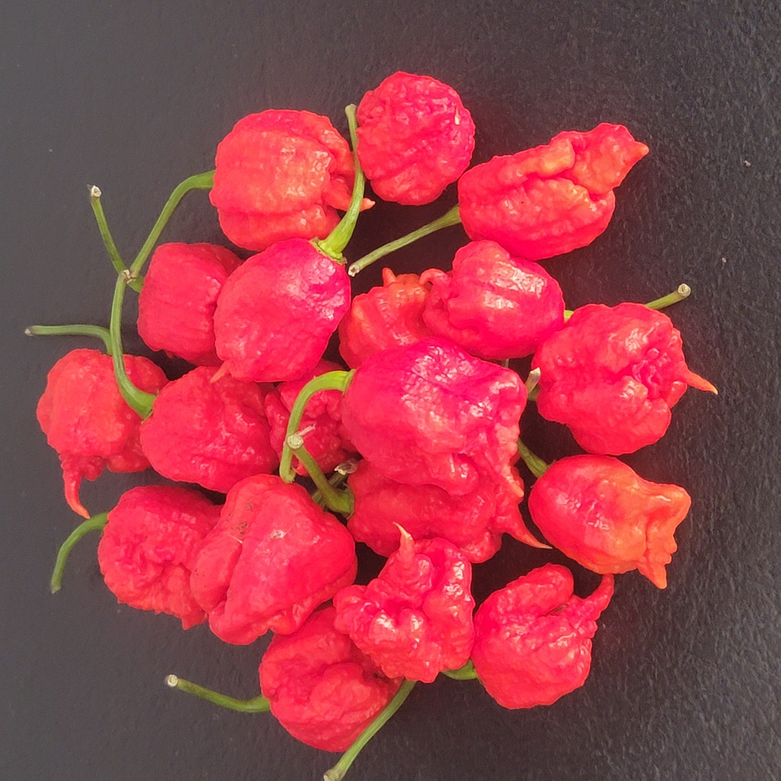 Trinidad Moruga Scorpion Pepper Seeds – Super Hot! Perfect for ...