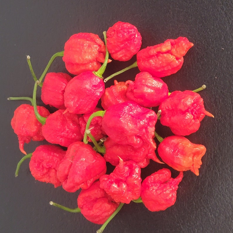 Trinidad Moruga Scorpion Pepper Seeds – Super Hot! Perfect for ...