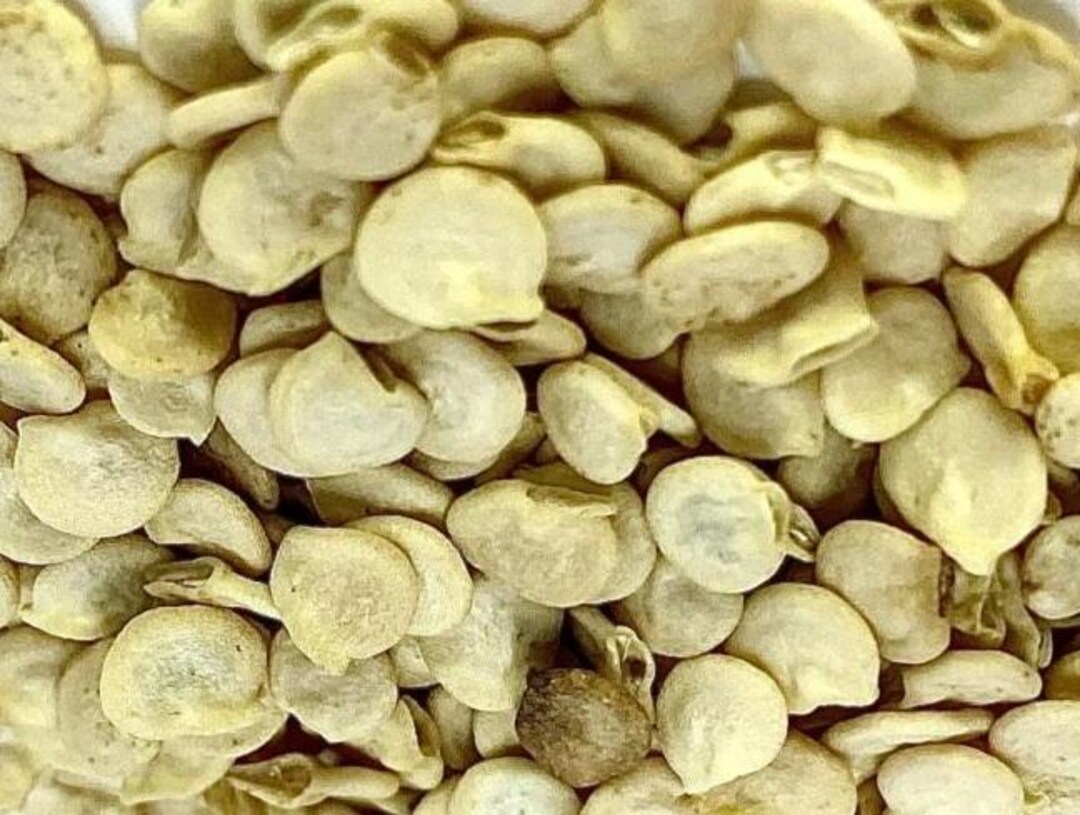 Fushimi Pepper Seeds – Heirloom Japanese Sweet Peppers | Early Maturing ...