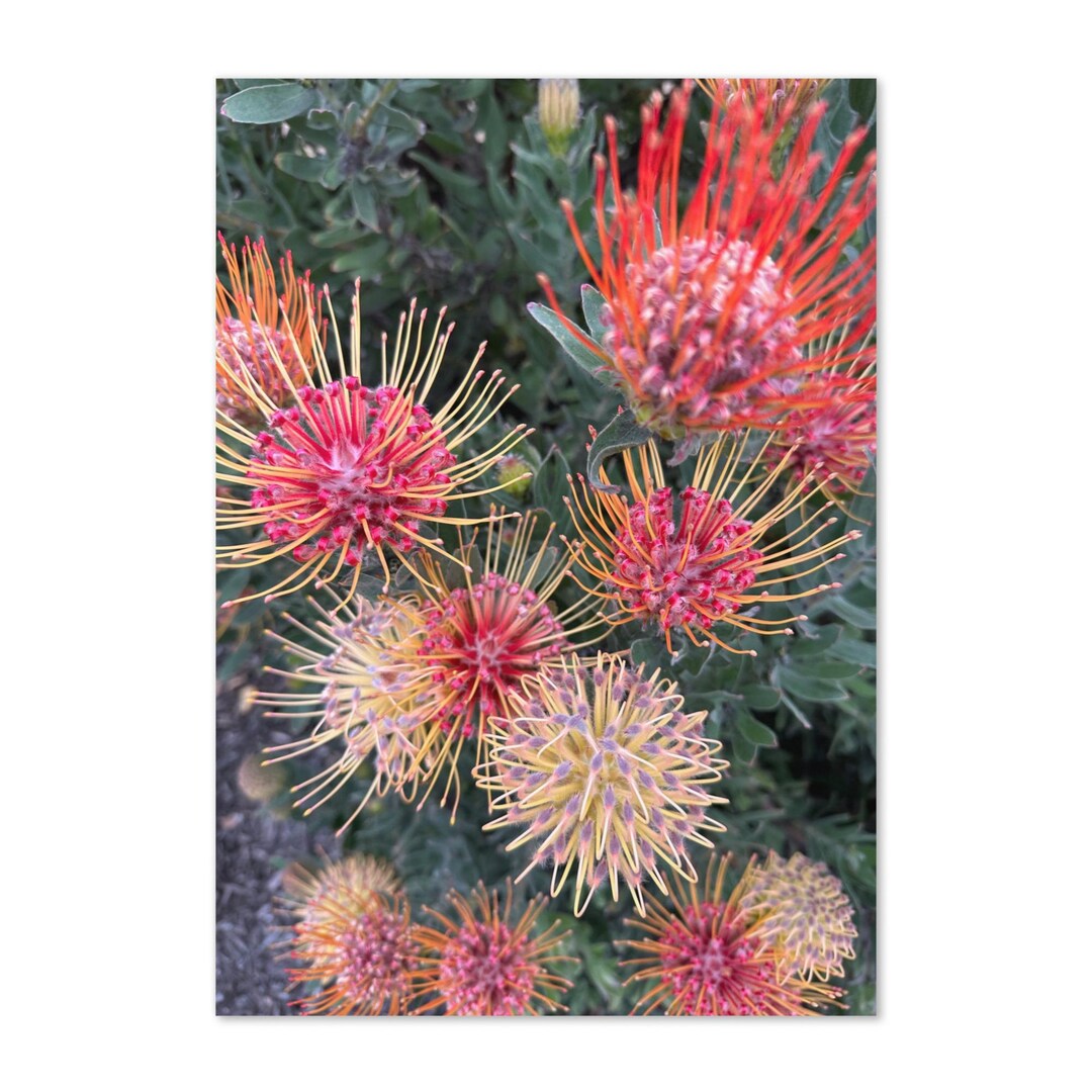 Protea Flowering Greeting Card – Blank Inside & Perfect for Any ...