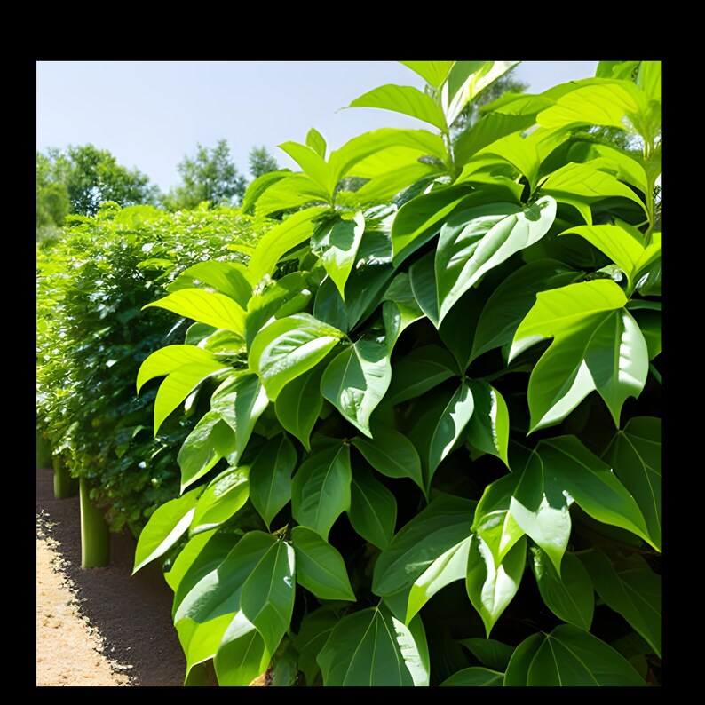 Japanese Shishito Seeds Japanese Garden Pepper Plant Mild Heat Pepper ...