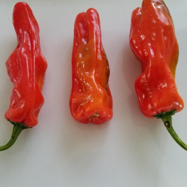 Rare Pepper Seeds - Etsy