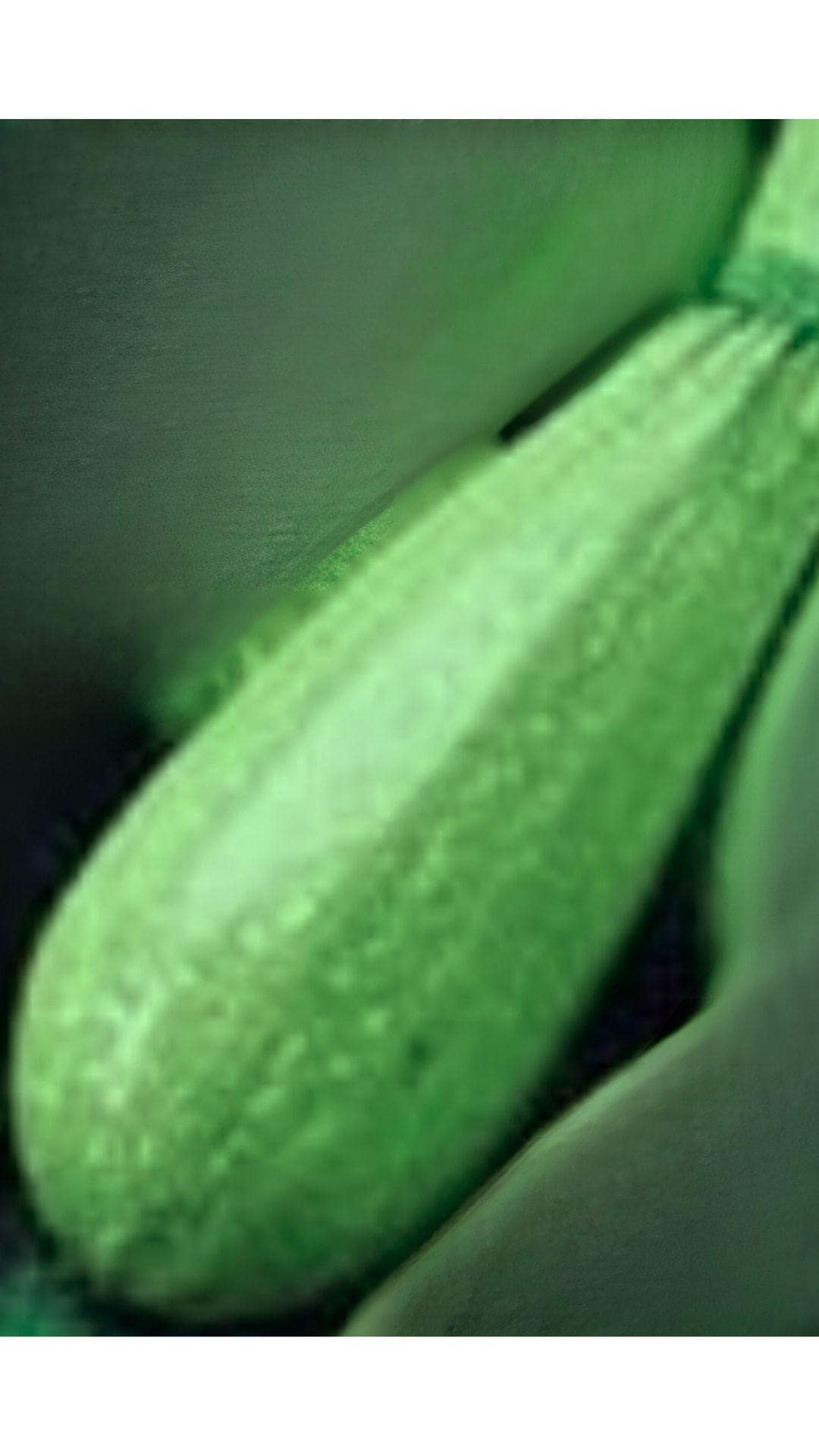 White Bush Summer Squash / AKA Vegetable Marrow White Bush Summer ...