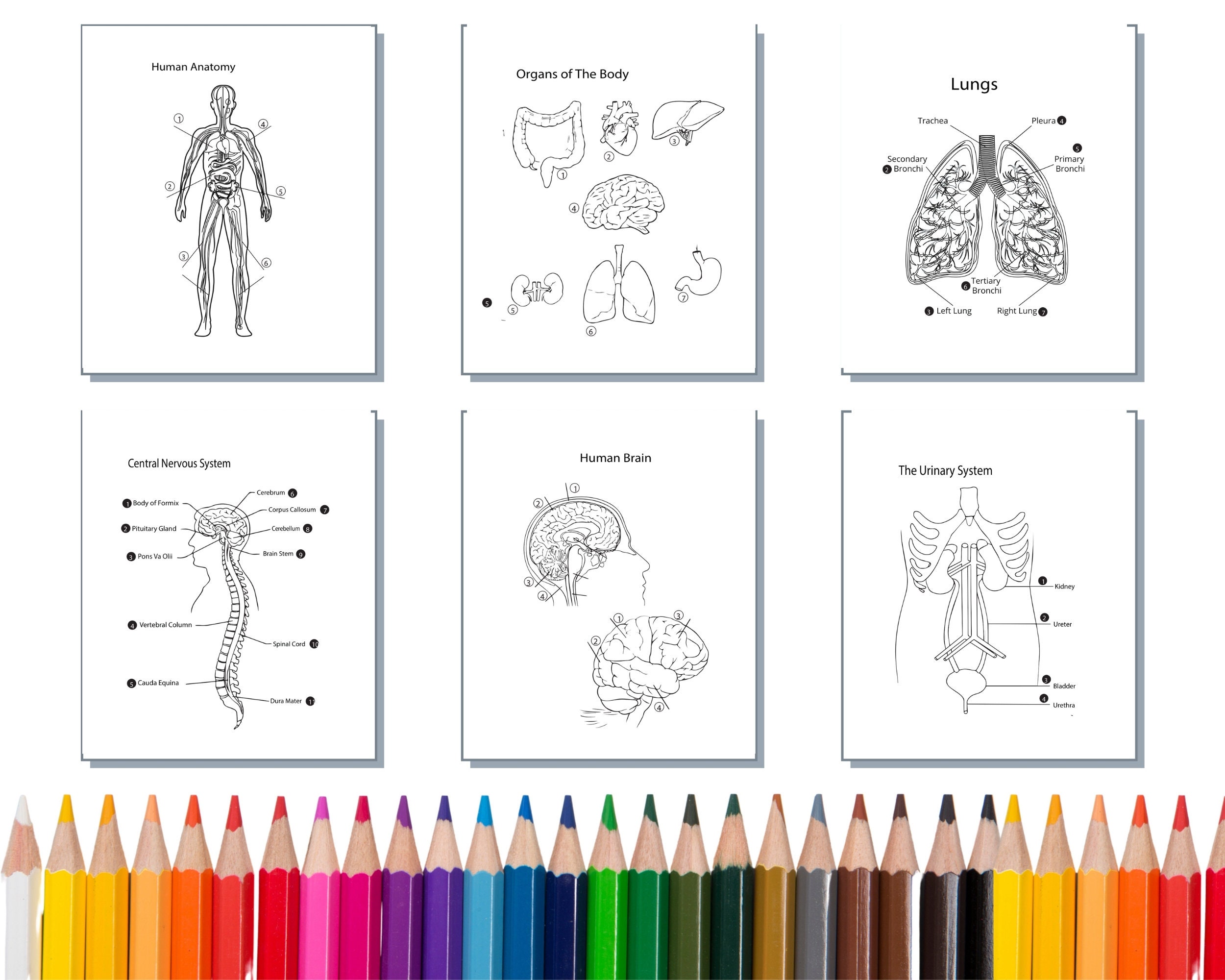 30 Human Anatomy Coloring Pages: Educational and Detailed Designs ...