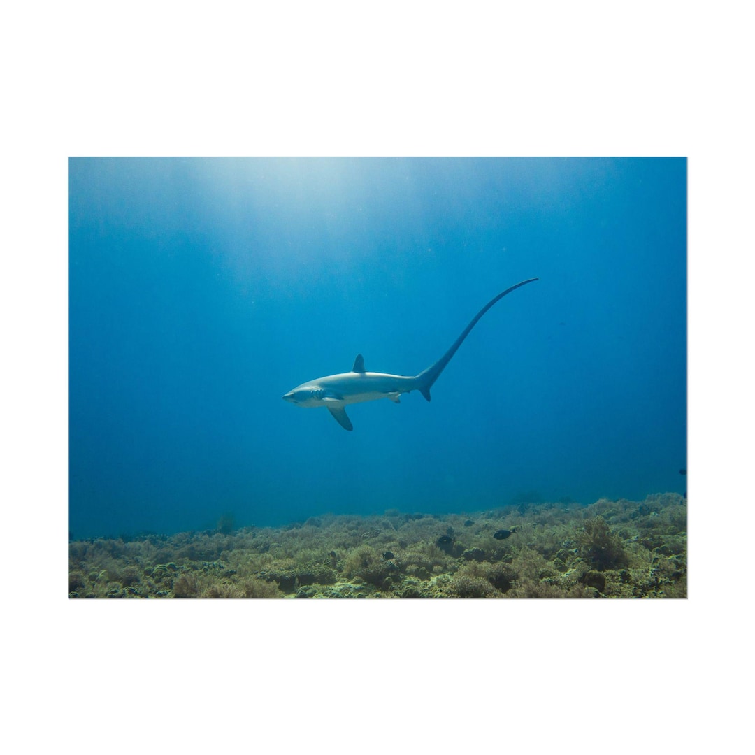 Thresher Shark Underwater Print - Ocean Wall Art, Sea Life Photography ...