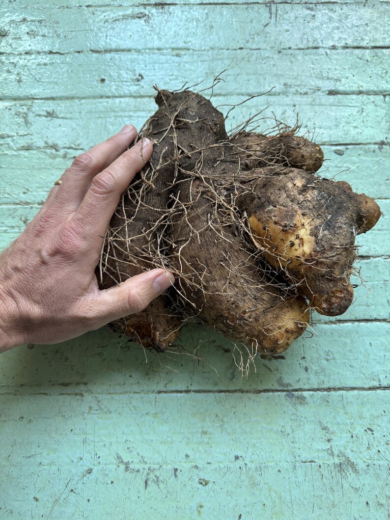 Dioscorea Alata (greater Yam) Bulbils 3 per Order - Etsy
