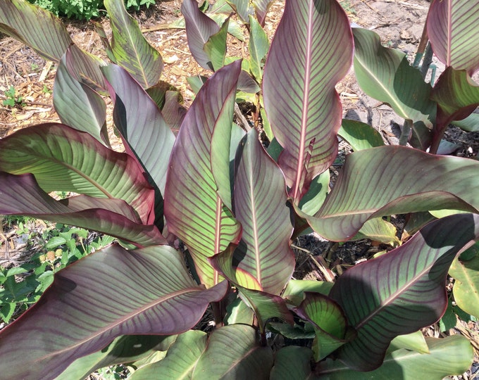 Canna Musaefolia-rare Canna Lily Great for Chop-n-drop! (3 Roots per ...