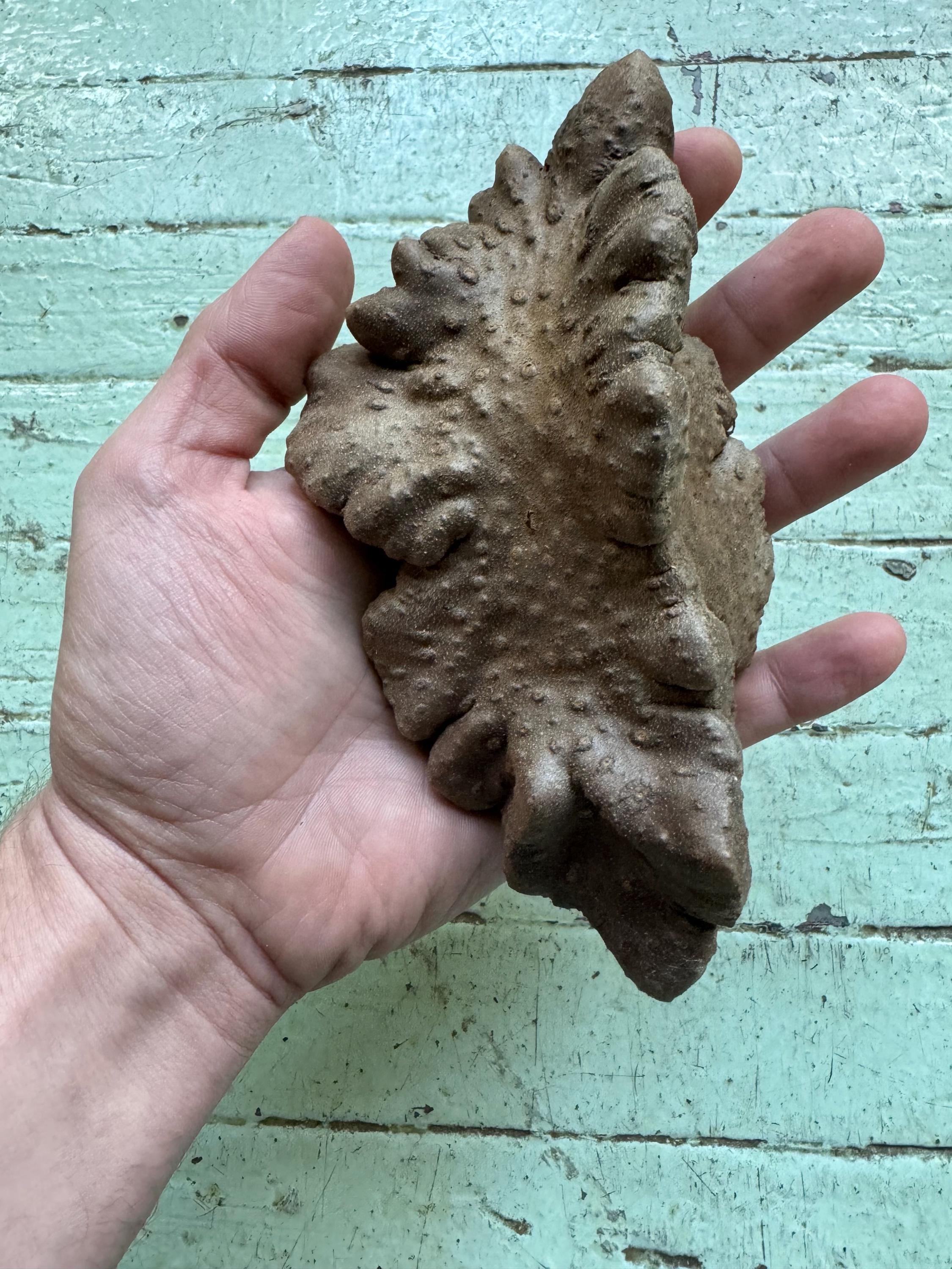Dioscorea Bulbifera Yam Bulbils RARE Three per Order - Etsy