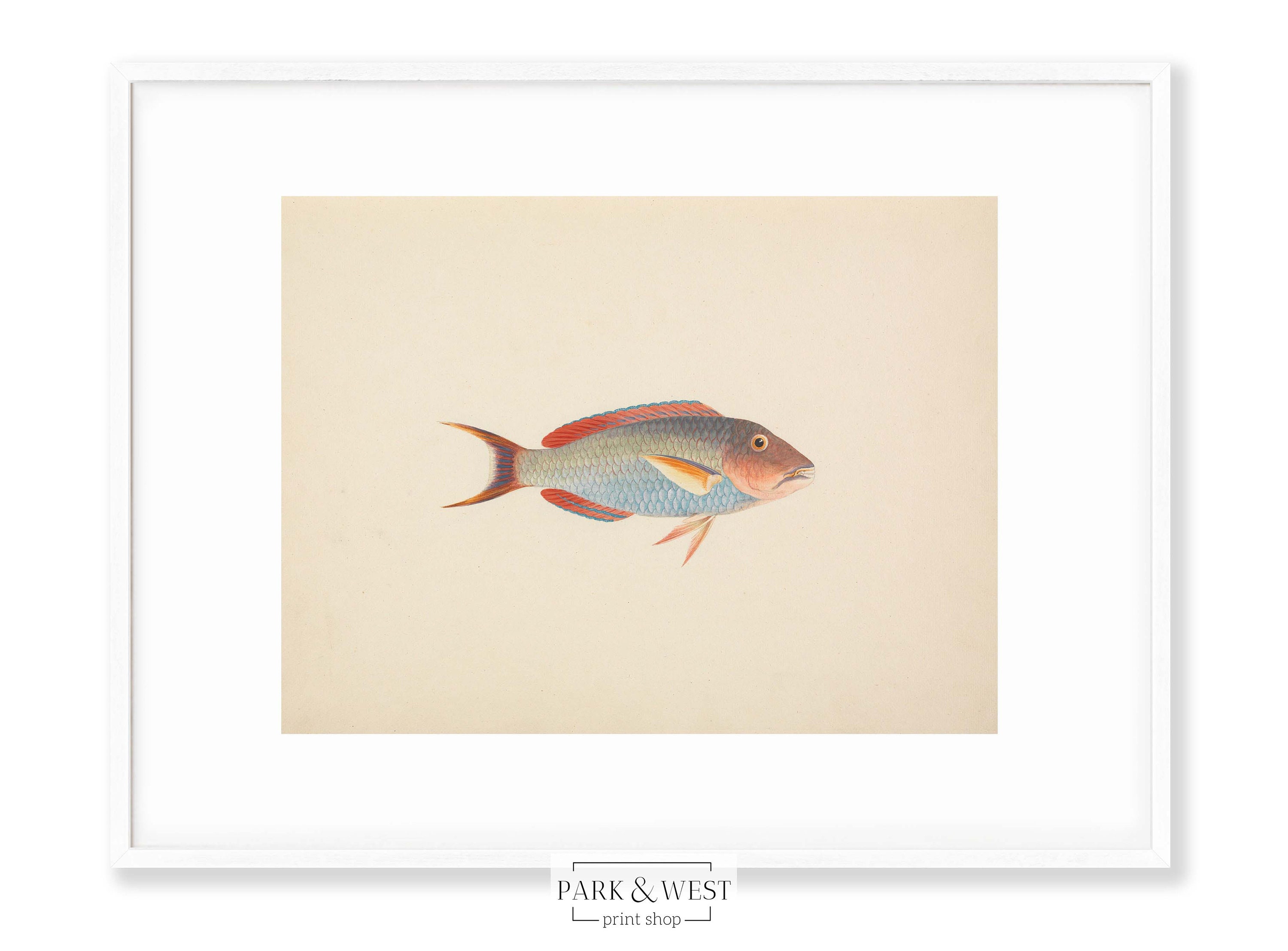 Fish Study No. 1 Digital Printable Art Vintage Nautical Wildlife Print ...