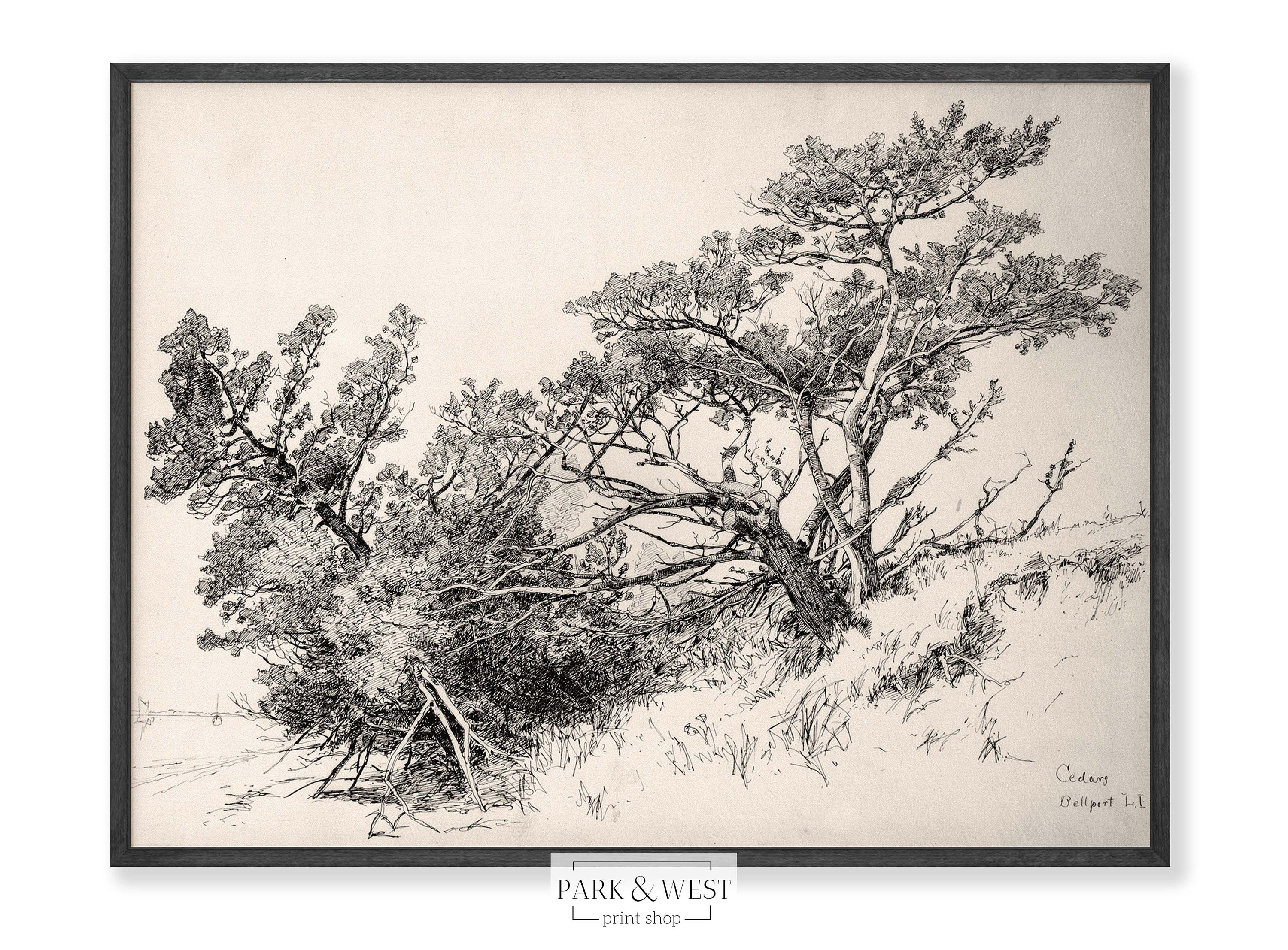 Cedars Sketch Digital Printable Art Vintage Landscape Tree Drawing ...