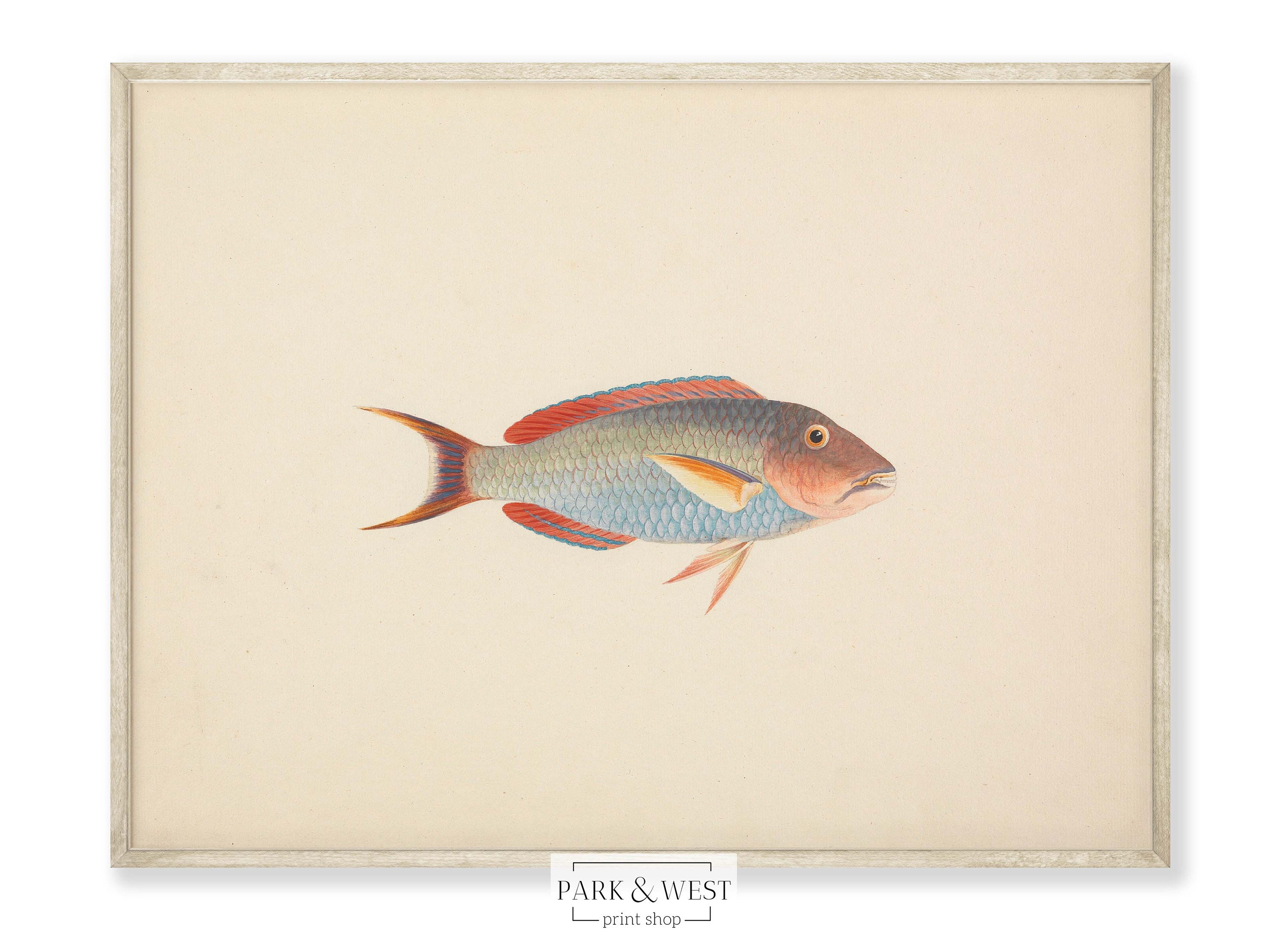 Fish Study No. 1 Digital Printable Art Vintage Nautical Wildlife Print ...
