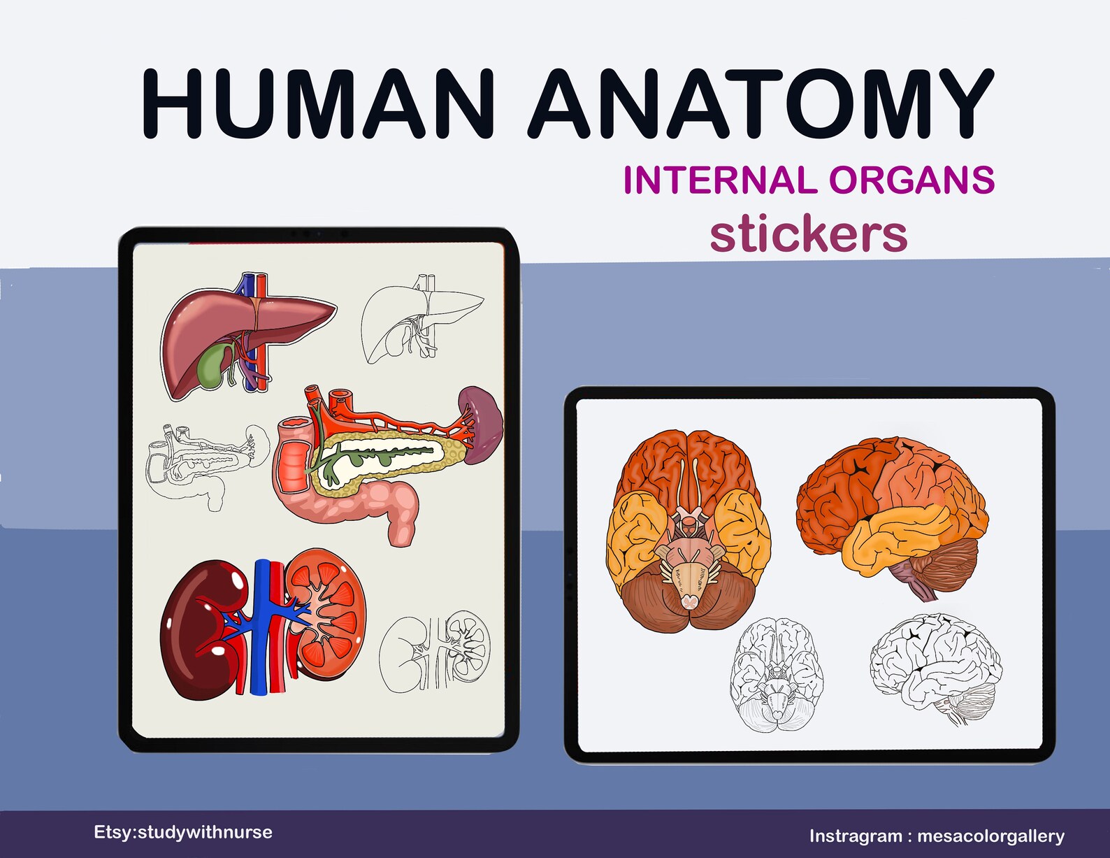 Human Anatomy, Internal Organs Sticker, Student Digital Planner ...