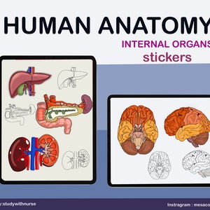 Human Anatomy, Internal Organs Sticker, Student Digital Planner ...