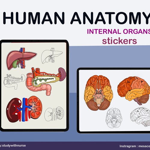 Human Anatomy Internal Organs Sticker Student Digital - Etsy