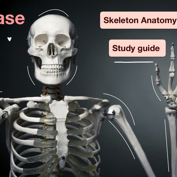 Skeleton Anatomy Study Guide - Etsy