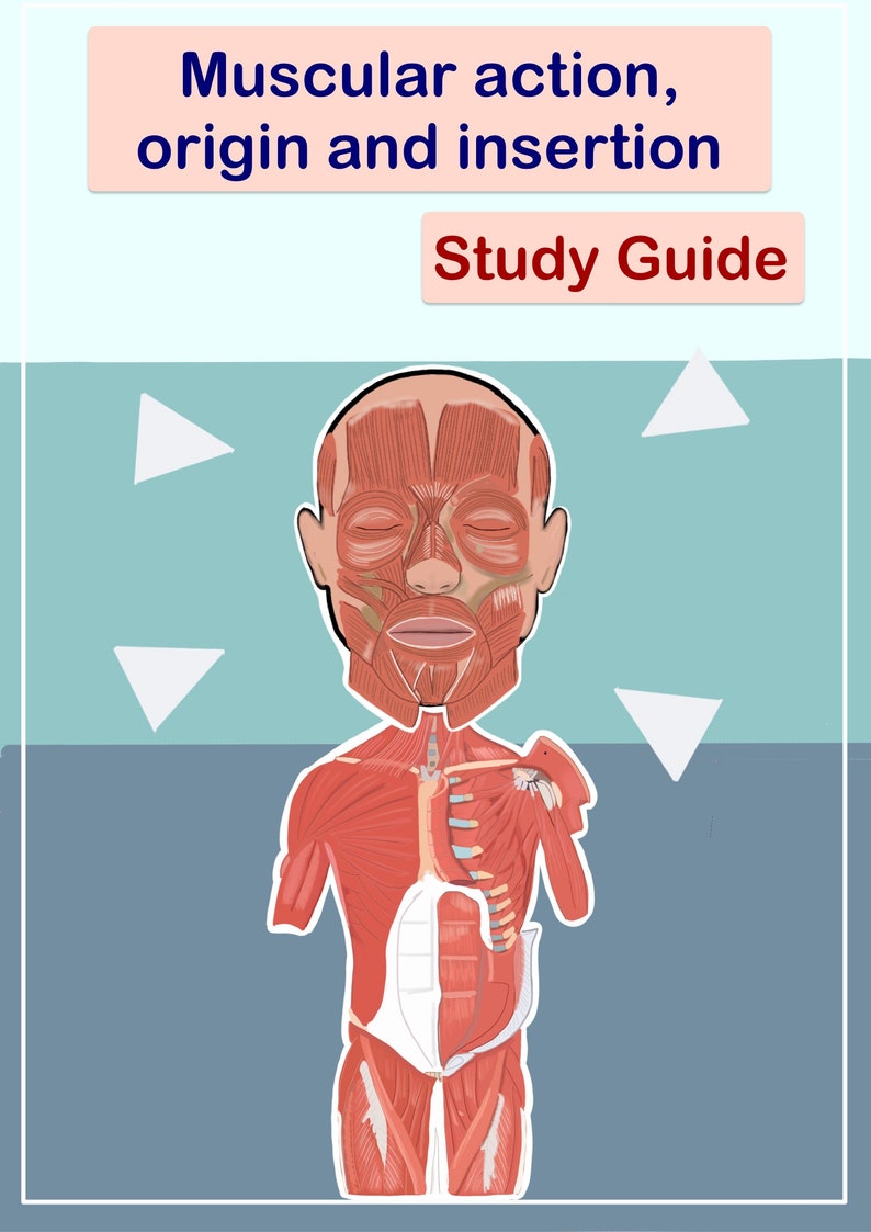 Muscular Action, Origin and Insertion - Etsy