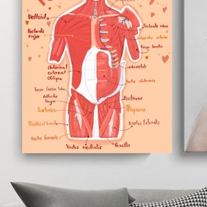 Human Muscles Anatomy Poster / Illustrations / Clinic Art - Etsy