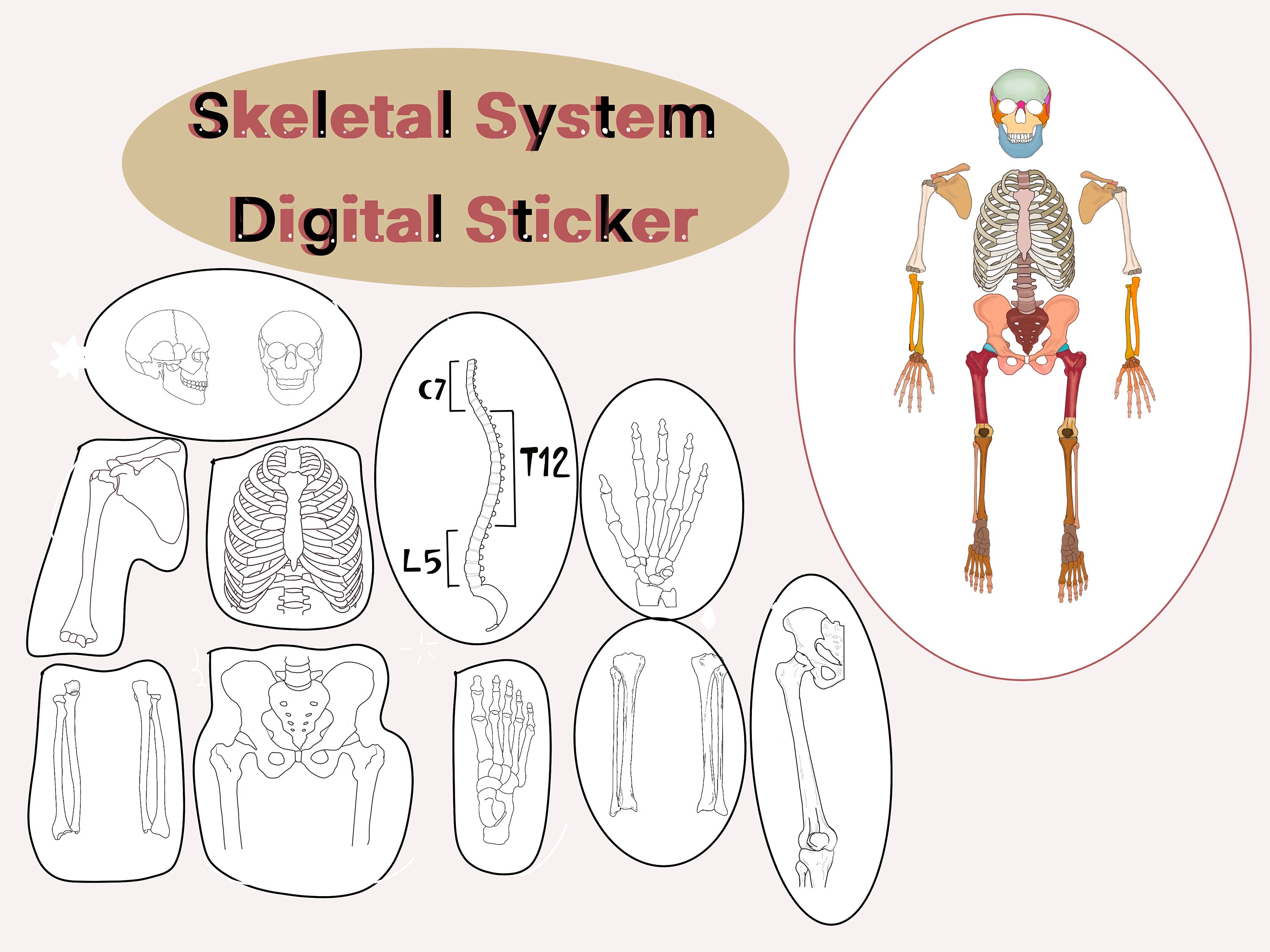 Human Skeletal System Anatomy Sticker, Student Digital Planner ...
