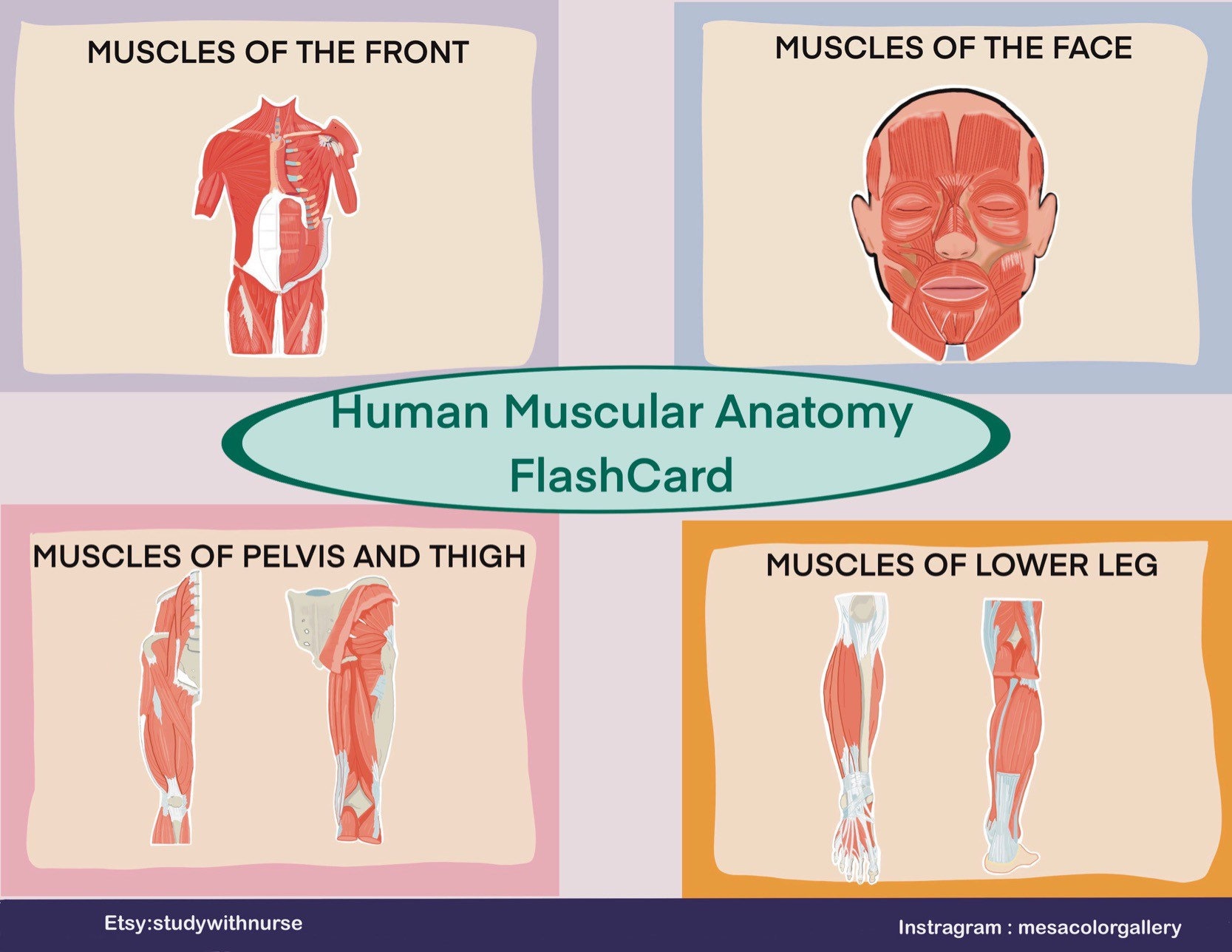 Muscles Anatomy Flashcard/ Study Guide /digital File/ Origin, Insertion ...