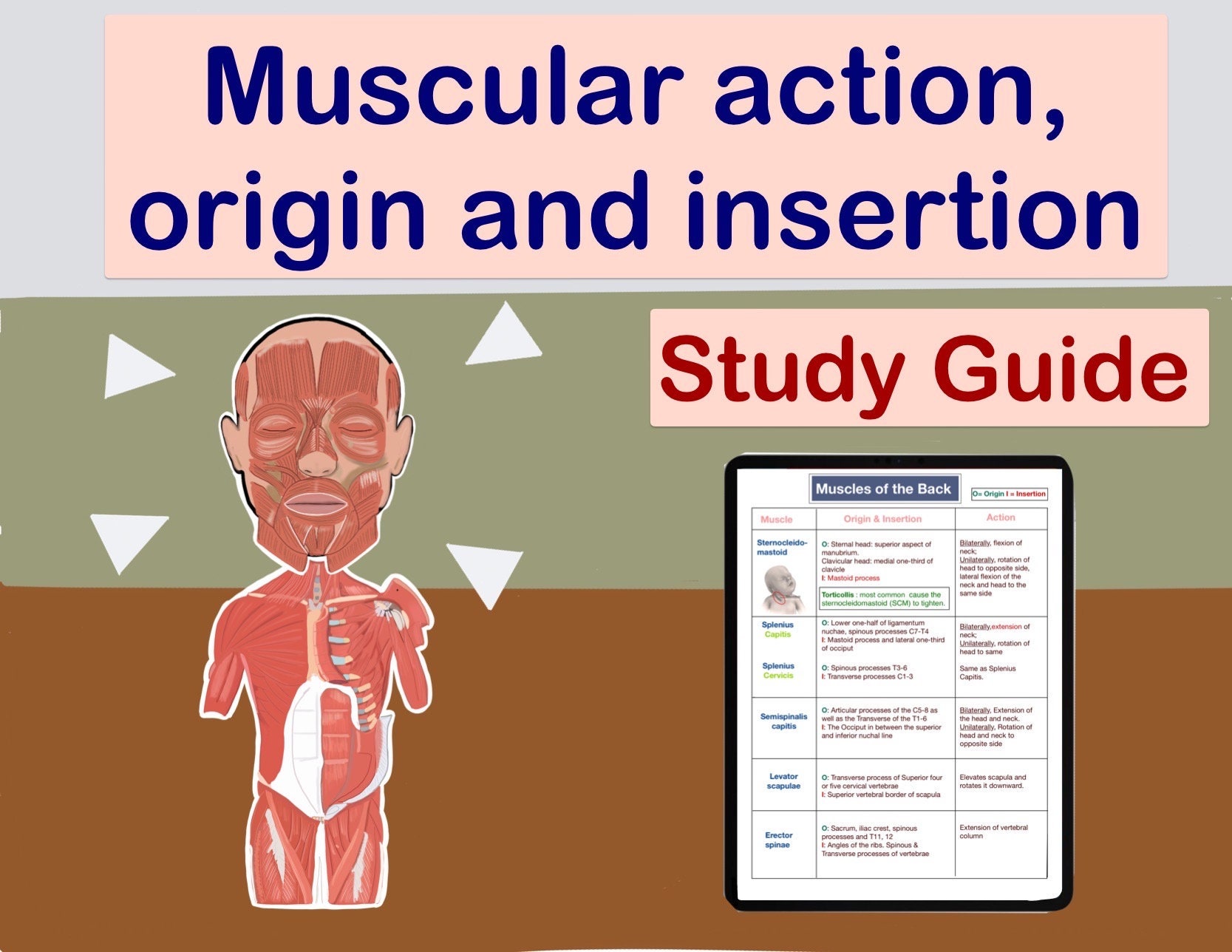Muscular Action, Origin and Insertion - Etsy