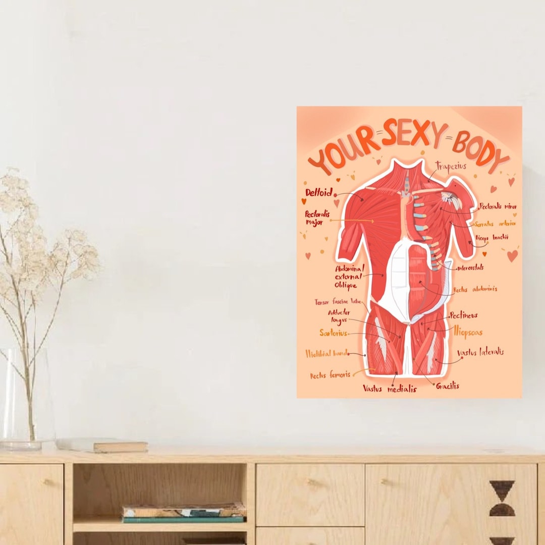 Human Muscles Anatomy Poster / Illustrations / Clinic Art Digital/ Wall ...