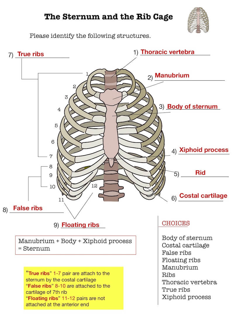 Human Skeleton Anatomy Practice Sheet, Printable - Etsy Canada