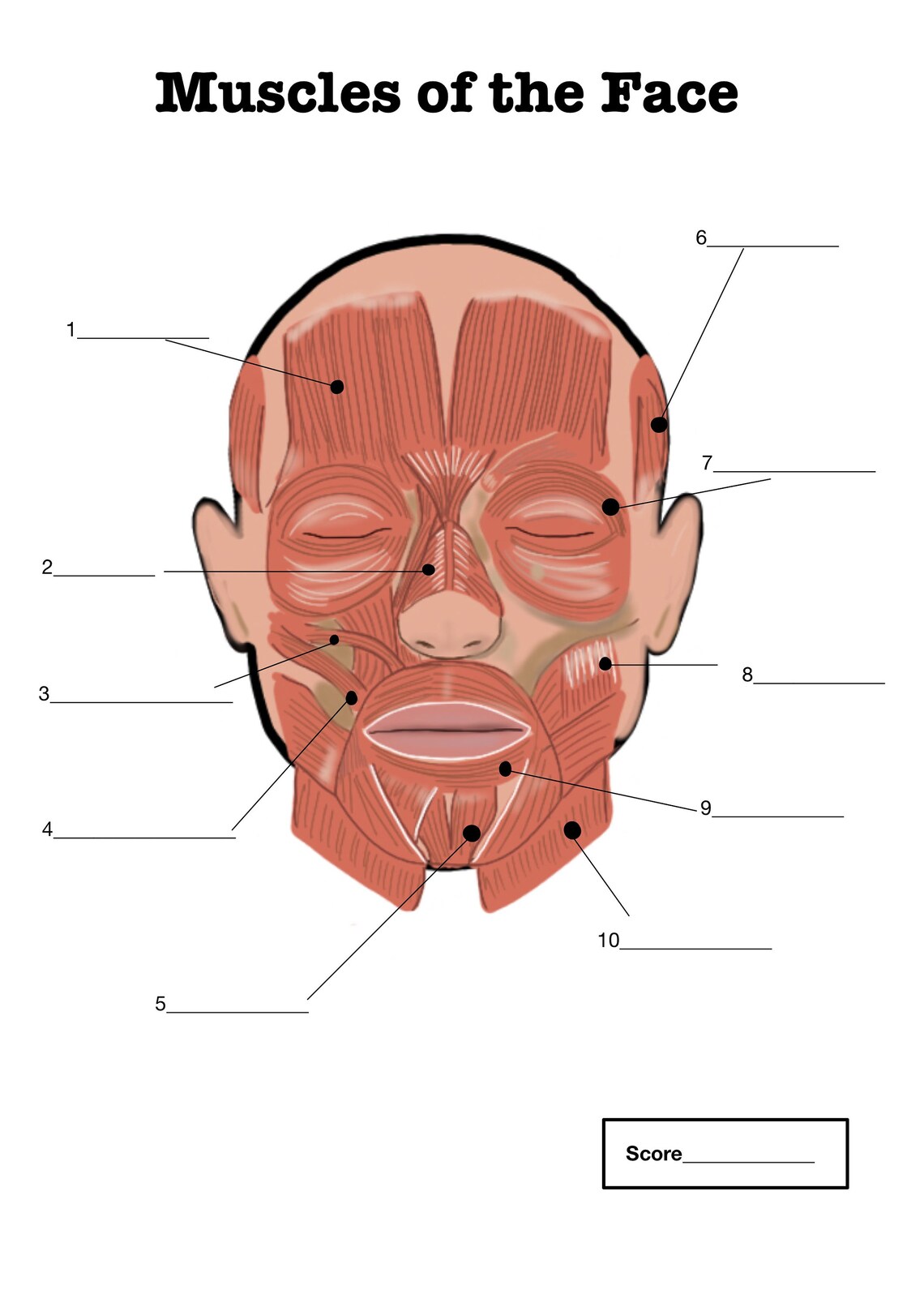Human Muscles Anatomy Practice Sheet, Printable - Etsy