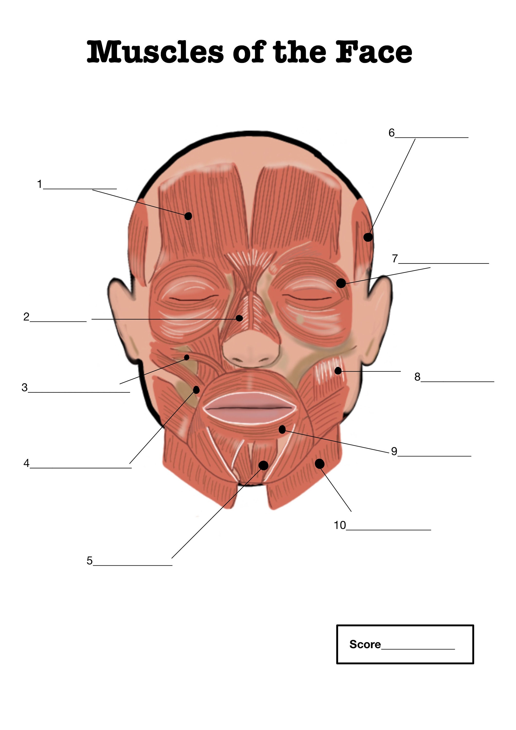 Human Muscles Anatomy Practice Sheet, Printable - Etsy