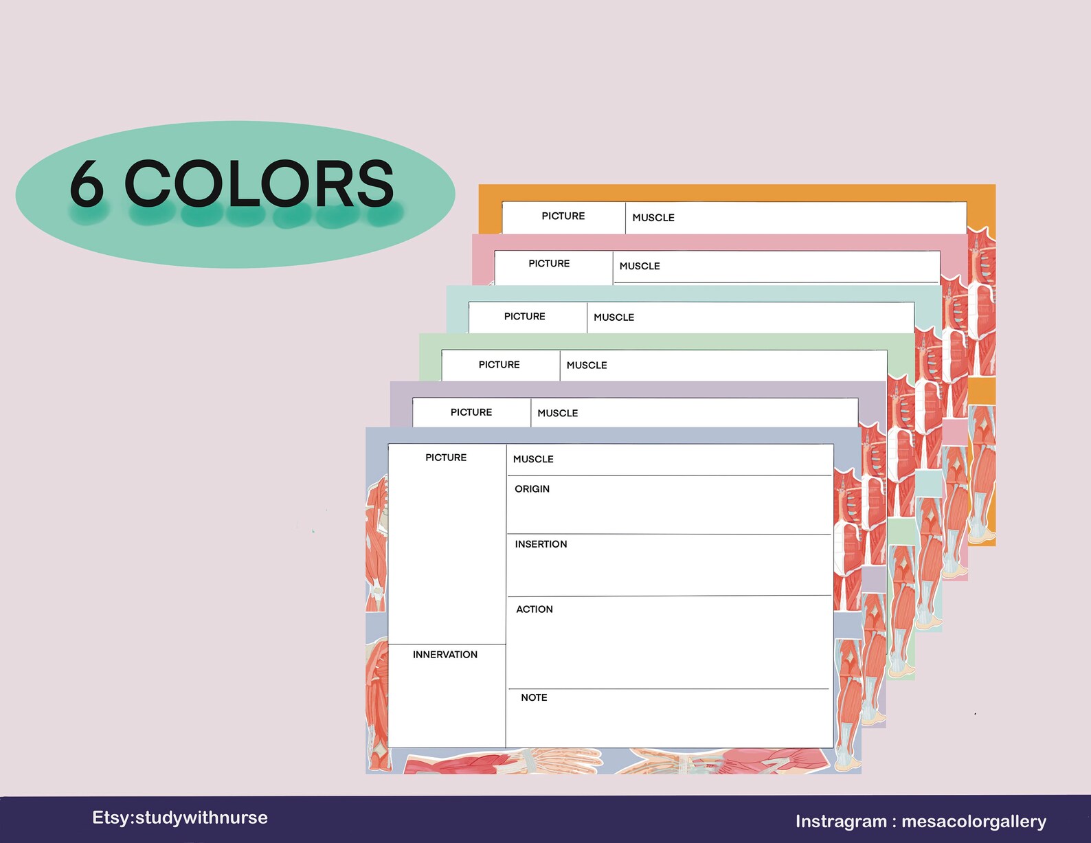 Human Muscles Anatomy Flash Card/ Anatomy Note/ - Etsy
