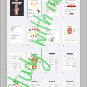 Muscular Anatomy Study Guide , Digital Book , - Etsy